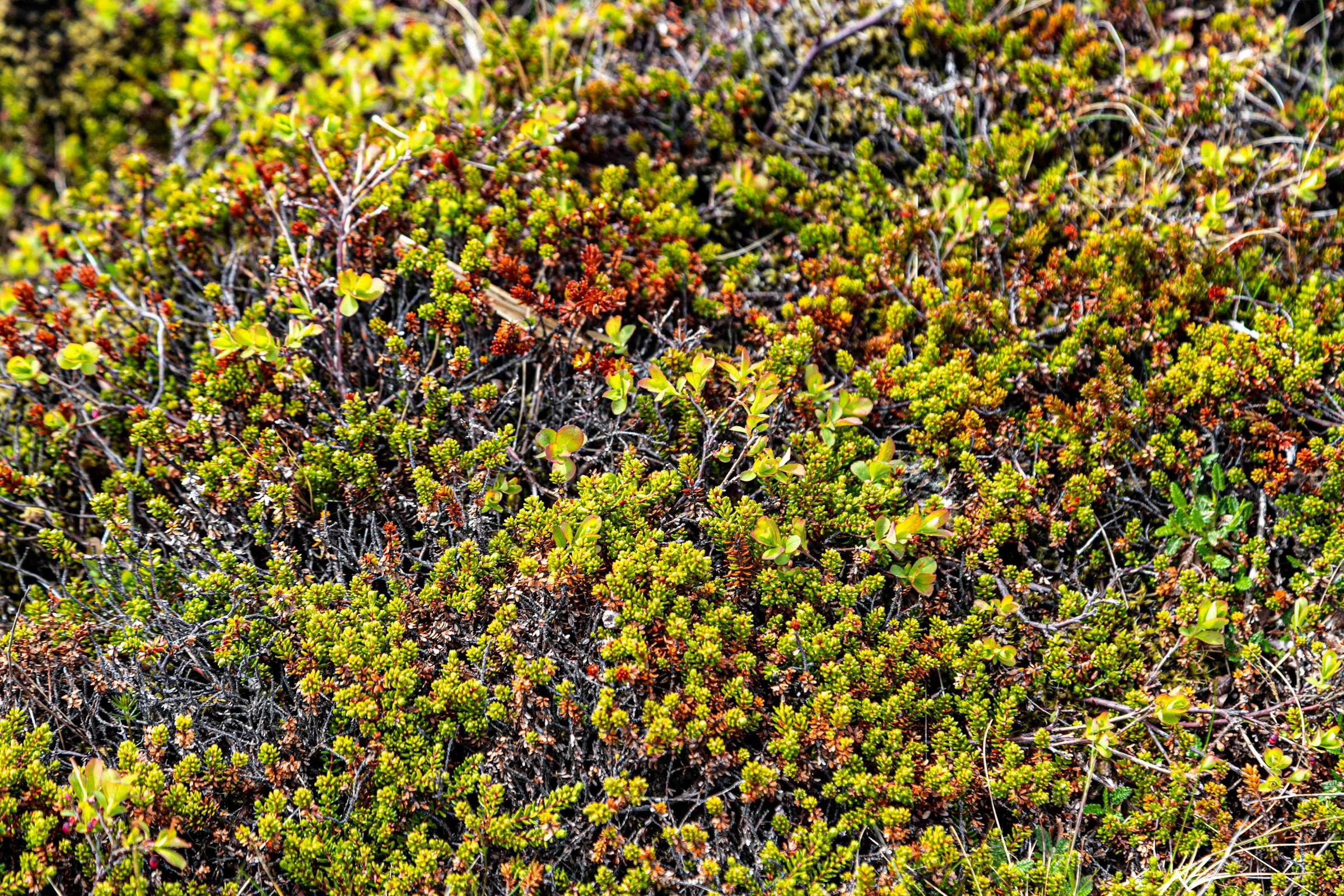 Security Seals in Environmental Protection - Acme Seals Group